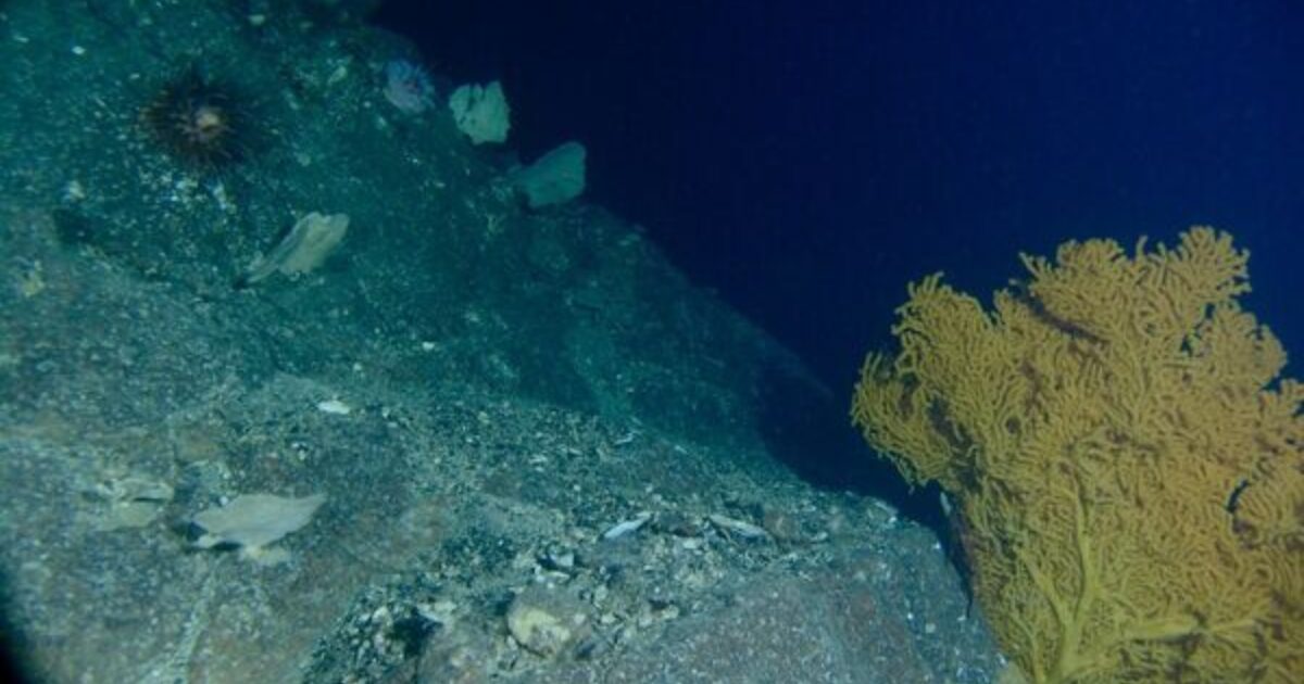 Nortek | A compact DVL for underwater survey equipment