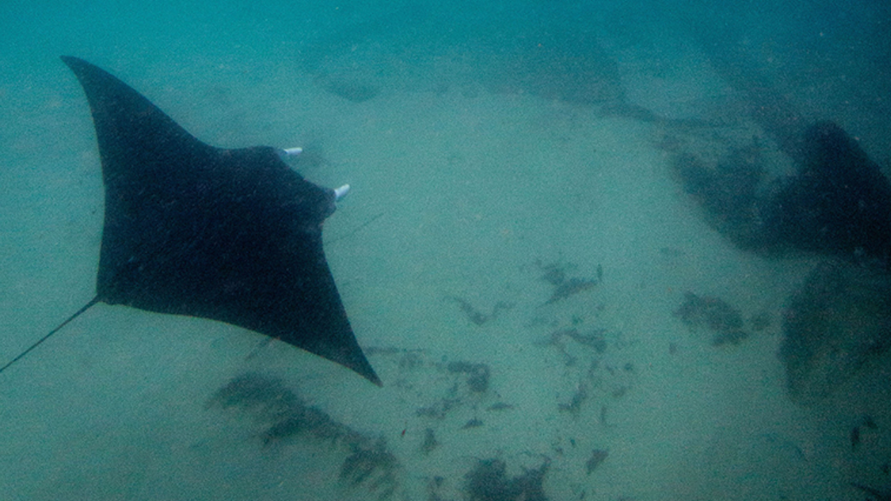 Nortek | Identifying shallow ocean currents in a manta ray habitat…