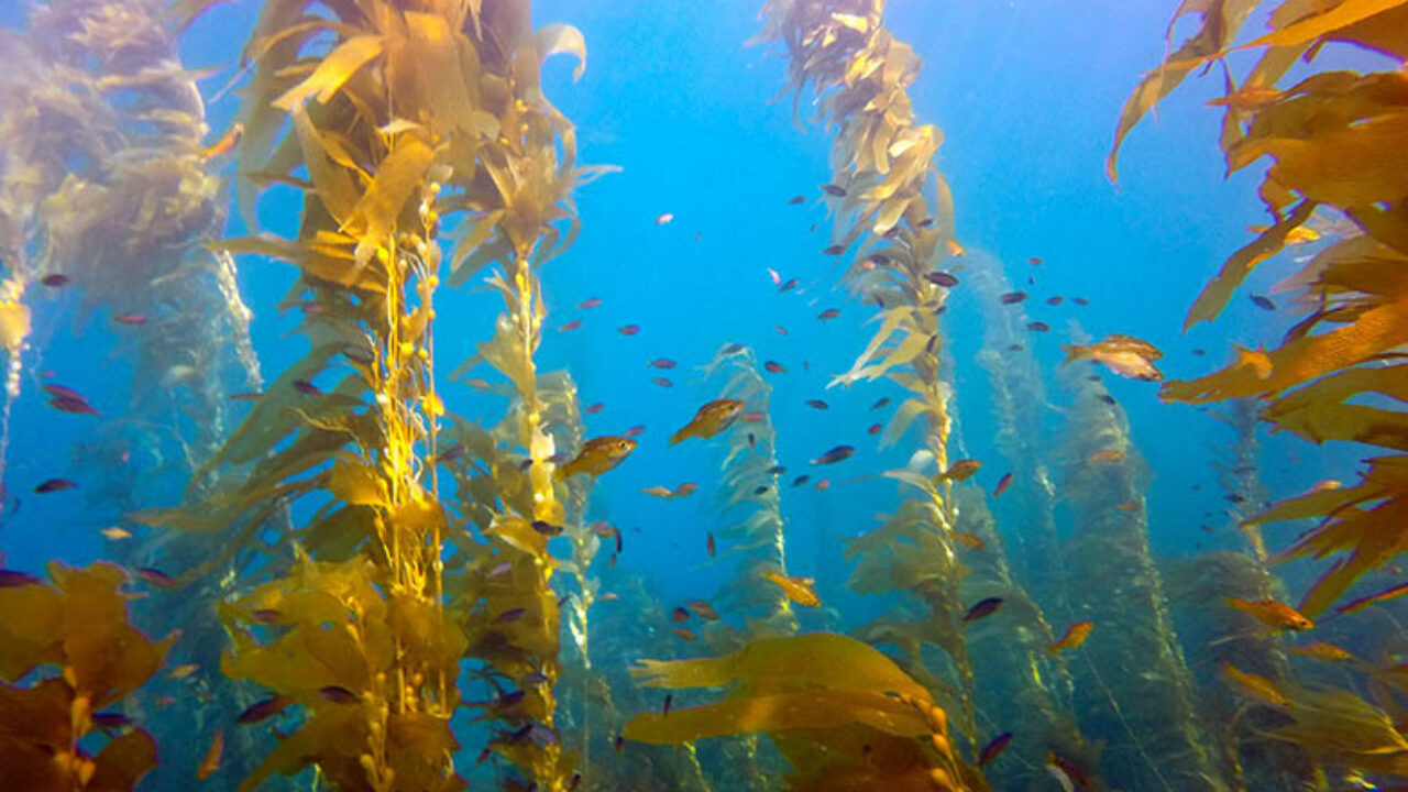 Nortek | Supporting ocean conservation in reef habitats with the Eco…