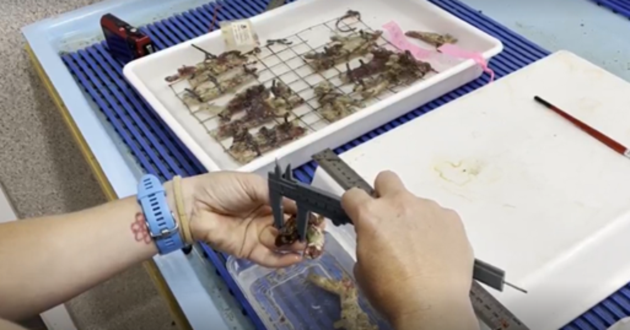 Nortek | Investigating coral recovery on the Great Barrier Reef with…