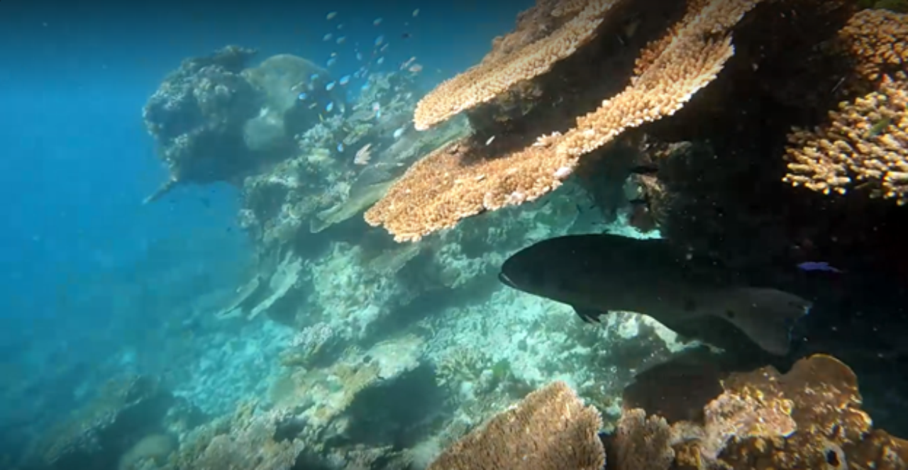 Nortek | Investigating coral recovery on the Great Barrier Reef with…