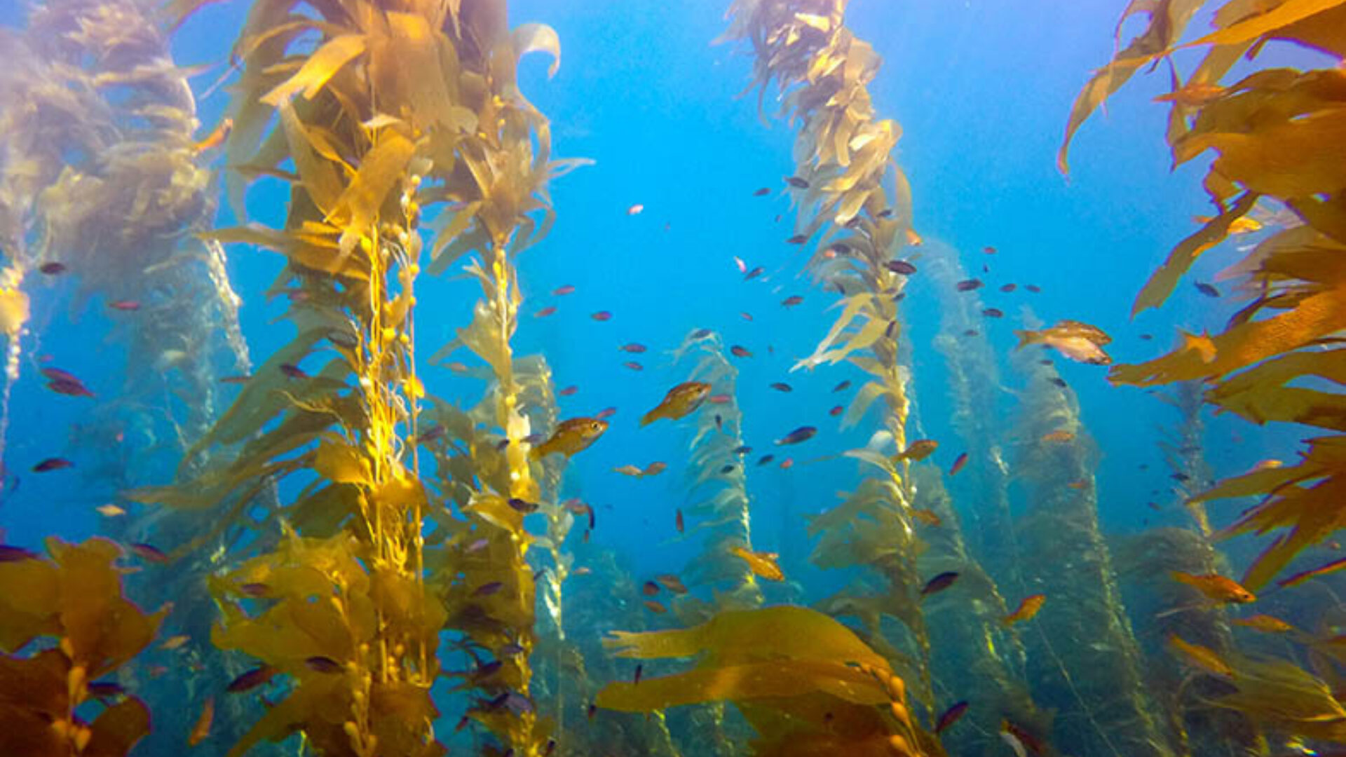 Nortek | Supporting ocean conservation in reef habitats with the Eco…