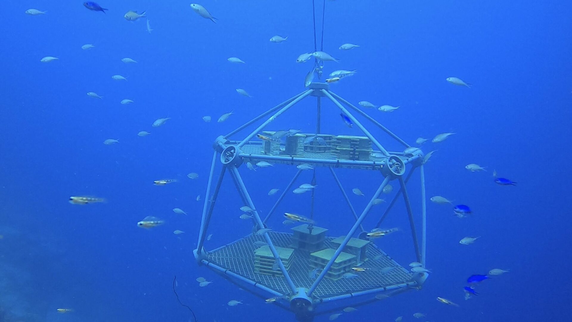 Nortek | Building floating coral reef communities to promote reef…