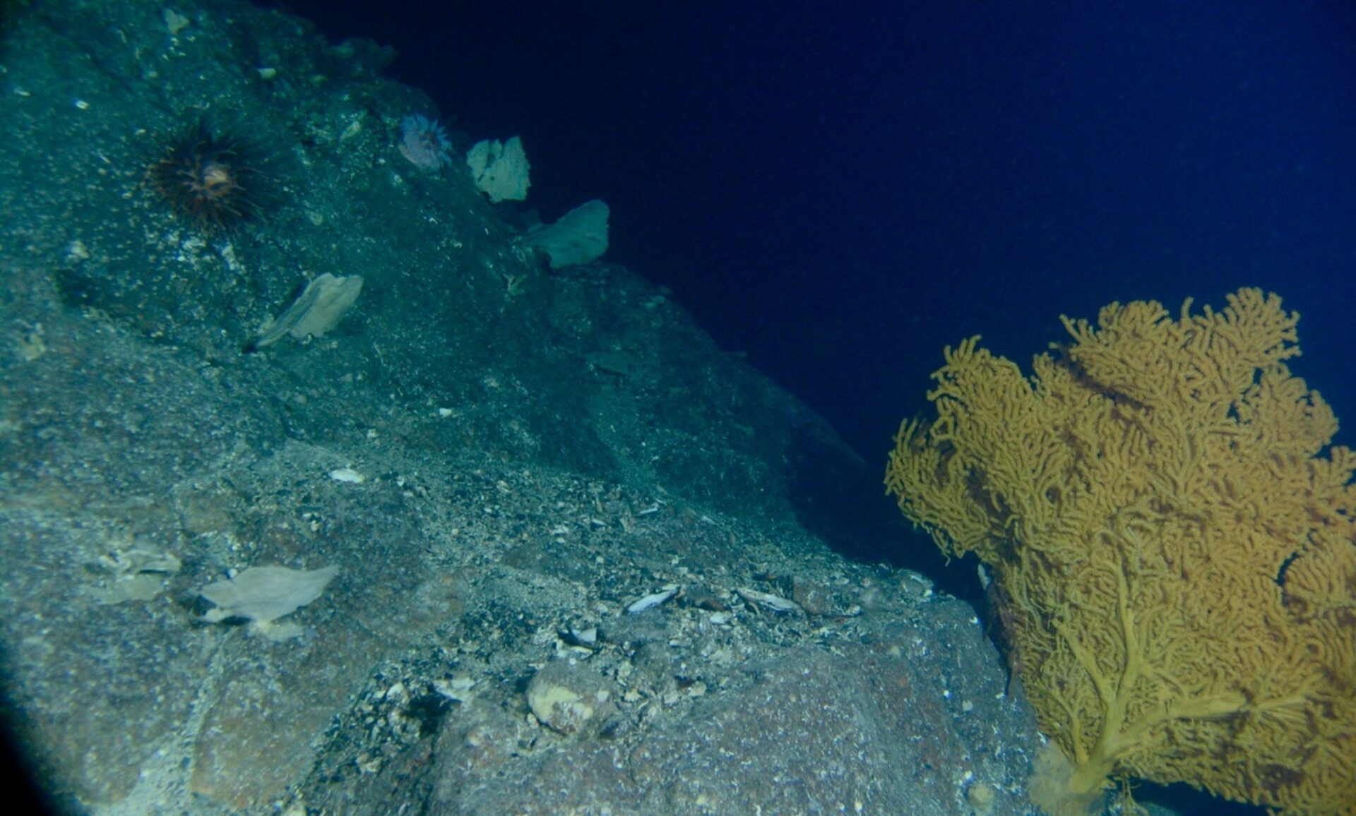 Nortek | A compact DVL for underwater survey equipment