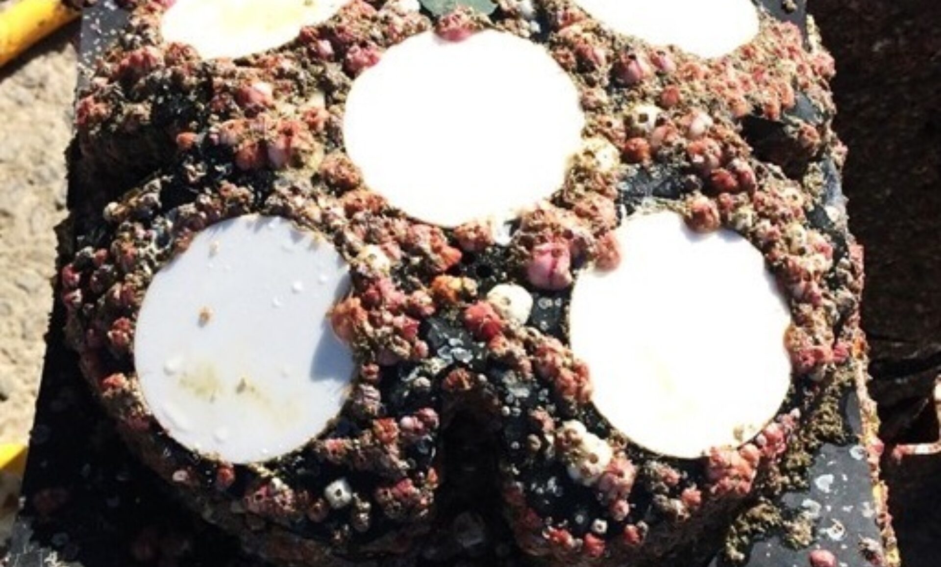 Nortek | Why patches are the best anti-biofouling solution for an ADCP