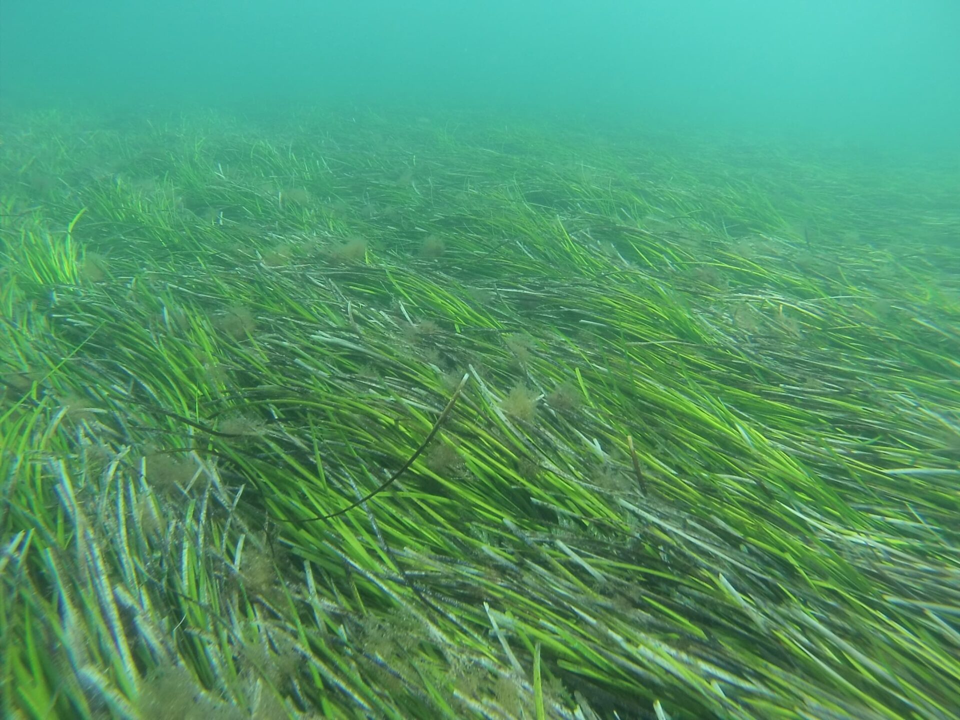 Nortek | Seagrass research using Nortek instrumentation published in…
