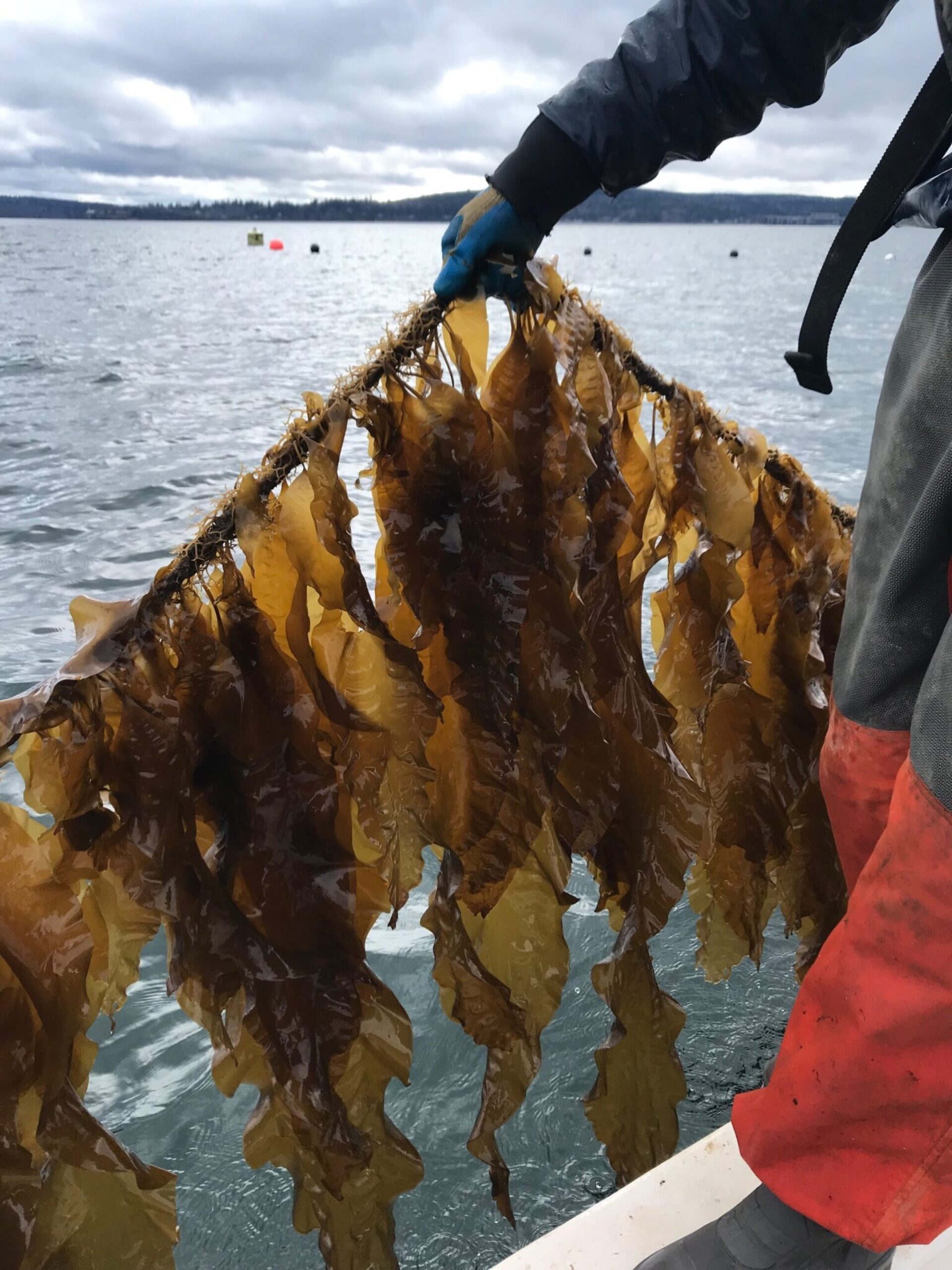Nortek | Current meters contribute to sustainable seaweed farming