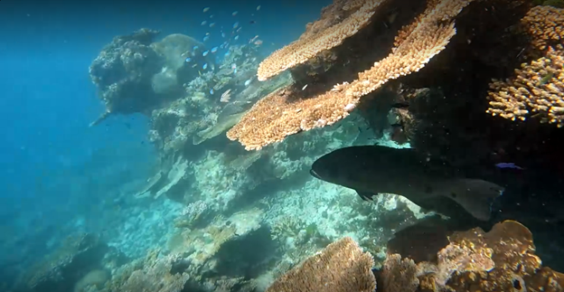 Nortek | Investigating coral recovery on the Great Barrier Reef with…