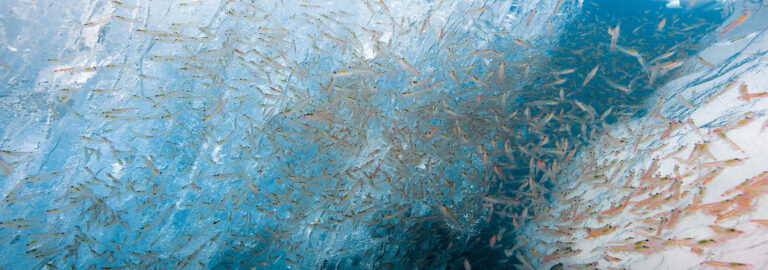 Nortek | Understanding the Potential of Marine Resources with Nortek